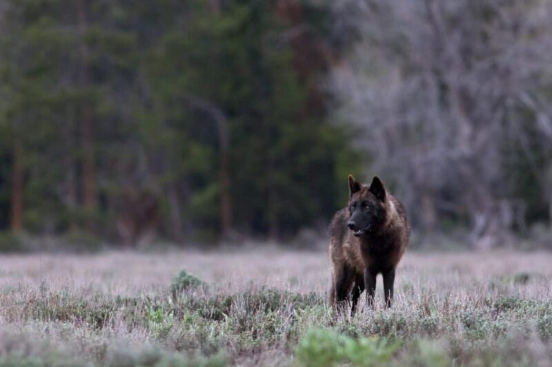 Private Tour of Yellowstone National Park - FAQ