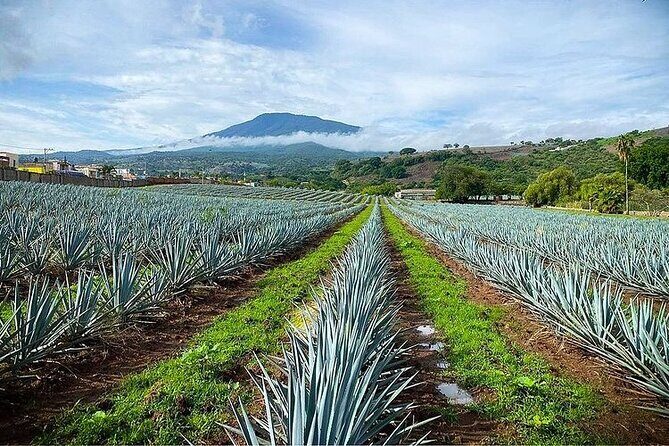 Private Tour one day in Guachimontones and La Fortaleza Distillery - Transport and Timing
