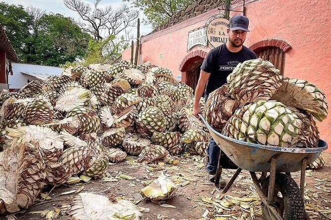 Private Tour one day in Guachimontones and La Fortaleza Distillery - Who Should Consider This Tour?