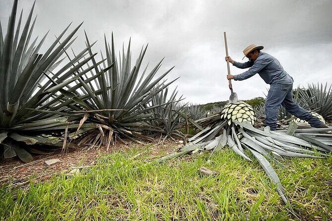 Private Tour one day in Guachimontones and La Fortaleza Distillery - FAQ