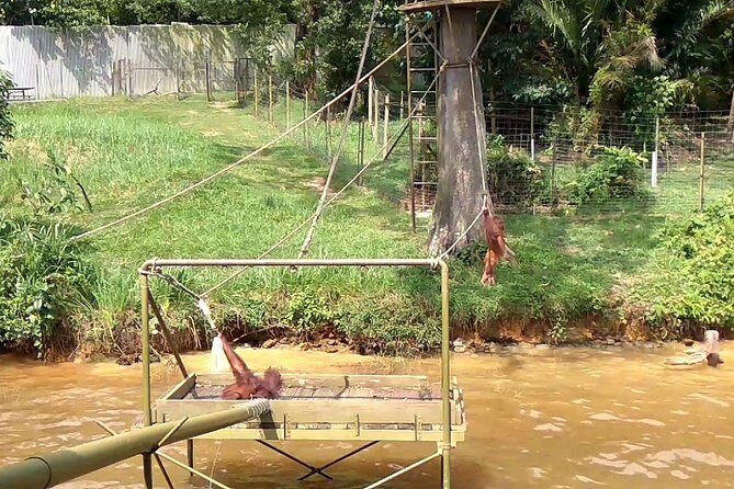 Private Tour : Orang Utan Island & Perak Cave Temple from KL - Orang Utan Island: A Sanctuary for Endangered Primates