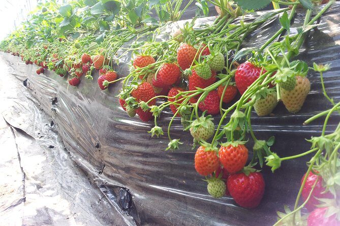 [Private Tour] Organic Strawberry Farm & Nami Island & Petite France - Who Is This Tour Best Suited For?