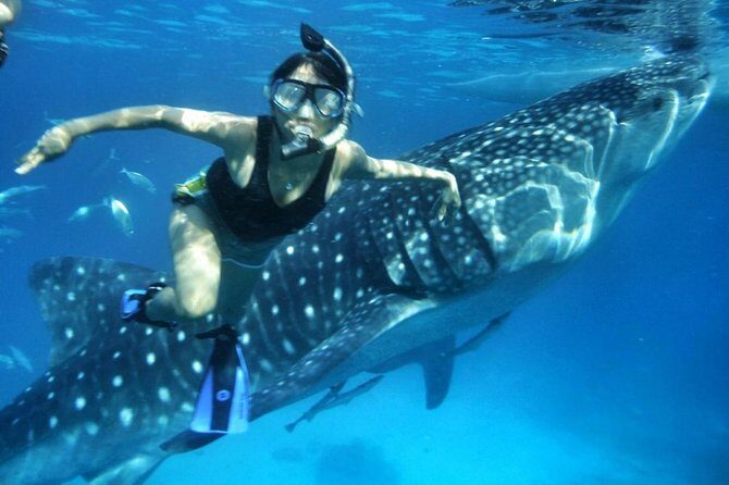 Private Tour: Oslob Cebu Whale Shark Experience - The Reality of the Oslob Whale Shark Tour