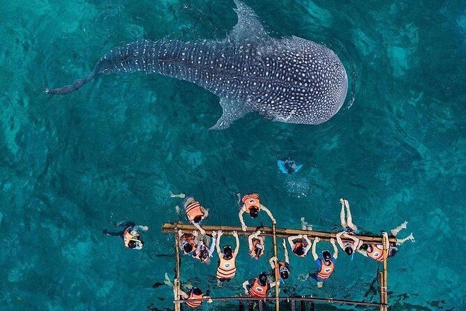 Private Tour: Oslob Cebu Whale Shark Experience - FAQ