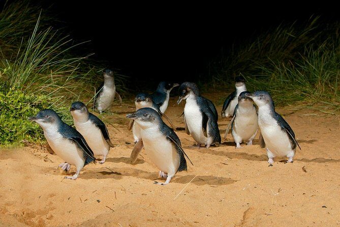 [Private Tour] Penguin Parade Phillip Island Tour. - Introduction