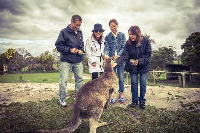 [Private Tour] Penguin Parade Phillip Island Tour. - Who Should Consider This Tour?