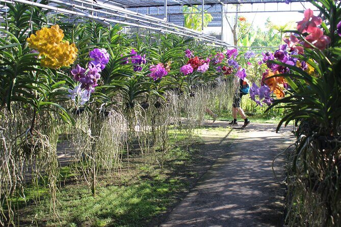 Private tour] Perfect day! Sticky waterfall + ChiangDao Cave + Wat BandenTemple - A Practical, Very Thai Day Out
