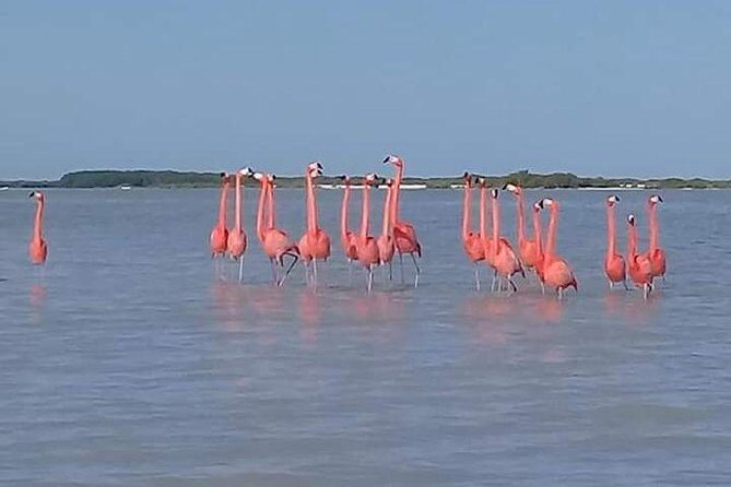 Private Tour: Pink Flamingos, Maya Temples and Ek Balam - FAQs about the Pink Flamingos, Maya Temples, and Ek Balam Tour