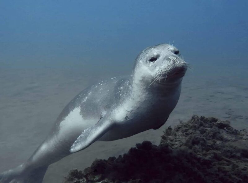Private tour | Ponta de São Lourenço (Scuba & Snorkeling) - The Value of a Private Tour