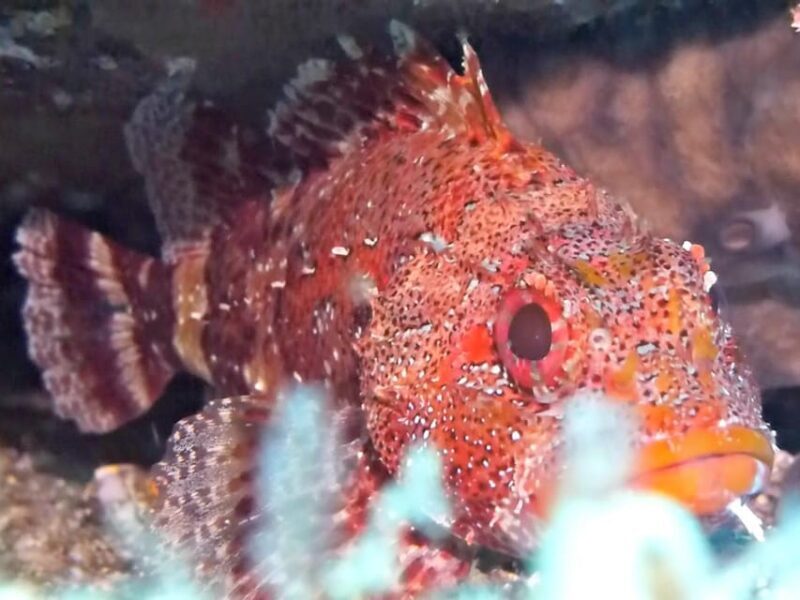 Private tour | Ponta de São Lourenço (Scuba & Snorkeling) - Practical Details to Keep in Mind