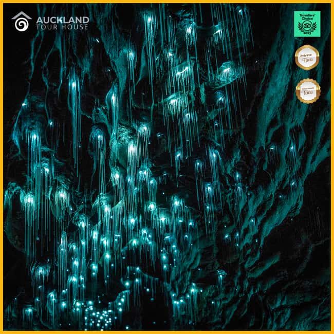 Private Tour: Private Tour: Waitomo Caves (Flexible) - Exploring the Waitomo Caves in New Zealand: A Detailed Review of the Private Tour Experience