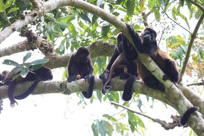 Private Tour Punta Laguna Monkey Sanctuary Zip Line - The Itinerary: Walking Through the Jungle and Beyond