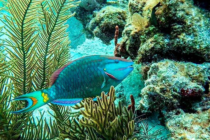 Private Tour Reefs and Corals Puerto Morelos Snorkel Lunch - Authentic Experiences and Insights from Travelers