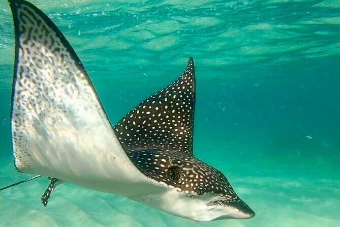 Private Tour Reefs and Corals Puerto Morelos Snorkel Lunch - Who Will Love This Tour?