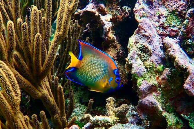 Private Tour Reefs and Corals Puerto Morelos Snorkel Lunch - The Sum Up