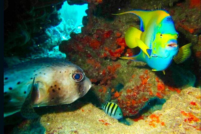 Private Tour Reefs and Corals Puerto Morelos Snorkel Lunch - FAQ