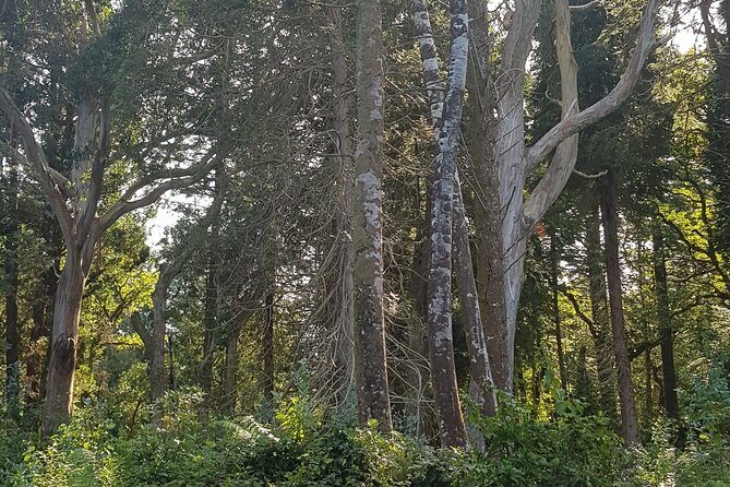 Private Tour: Ring of Beara from Kenmare. - Authenticity, Flexibility, and the Best Experience