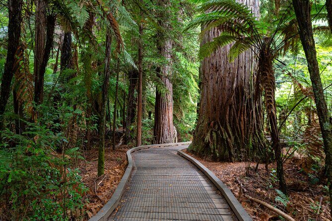 Private Tour Rotorua Waiotapu Redwood Forest and Polynesian Spa - The Itinerary in Detail