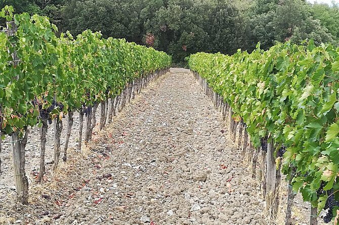 PRIVATE TOUR: Savor Exquisite Wines: Brunello & Nobile Wine Tour - What Makes This Tour Stand Out