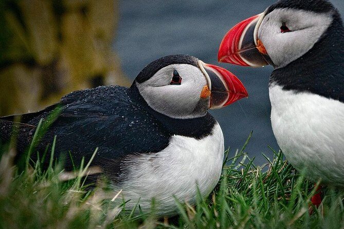 Private Tour: South Coast of Iceland by SUV or Van from Reykjavik - FAQs