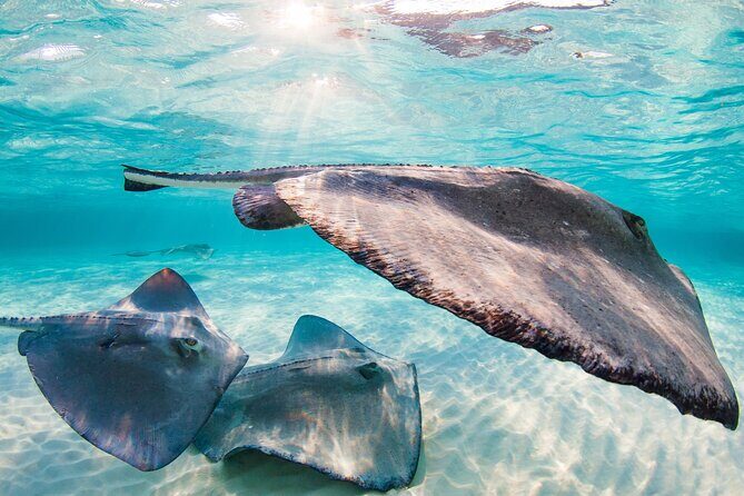Private Tour Stingray City and One Snorkeling Stop - Authentic Experiences and Practical Tips