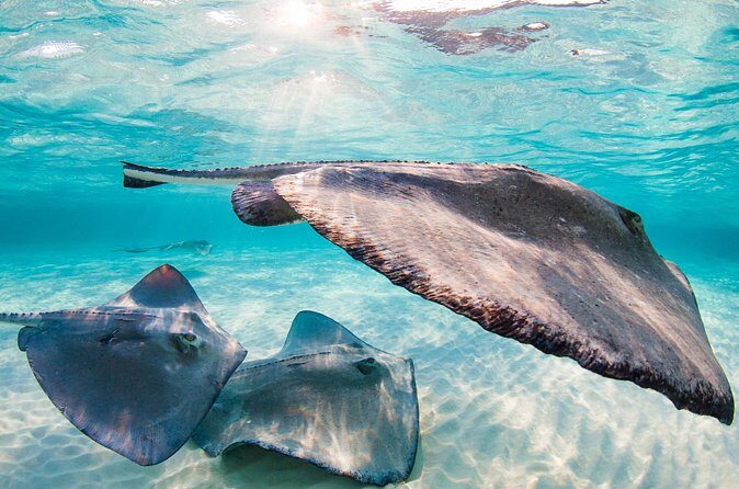 Private Tour Stingray City and One Snorkeling Stop - FAQ Section