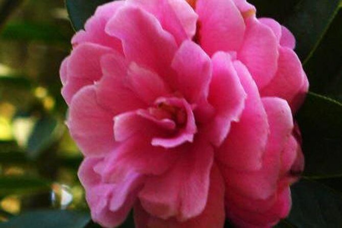 Private Tour: Stone Forest and Flower Birds Market with Lunch - What to Expect from the Experience