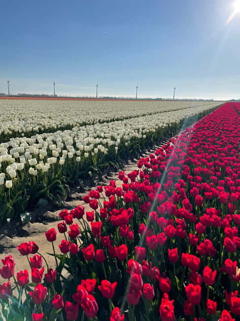 Private Tour, Tesla from Amsterdam: Keukenhof & Tulip Fields - Key Points