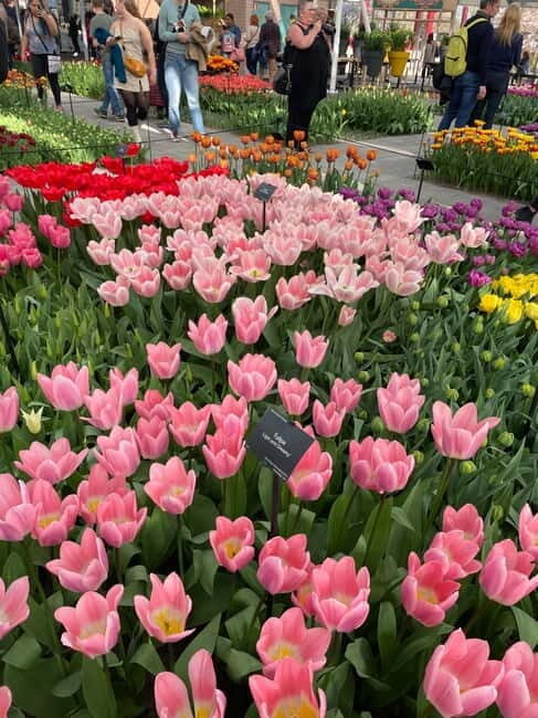 Private Tour, Tesla from Amsterdam: Keukenhof & Tulip Fields - Who Will Love This Tour?