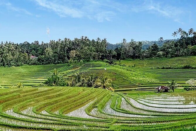 Private Tour The Beauty of Jatiluwih Rice Terrace - What Travelers Can Expect and Why It Matters