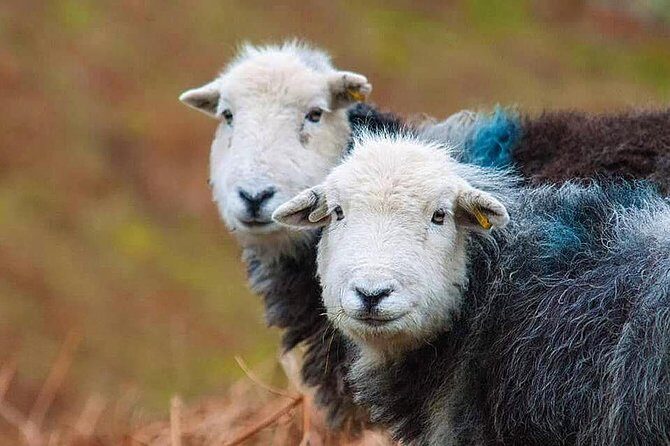 Private Tour: The Lake District from Liverpool - Key Points