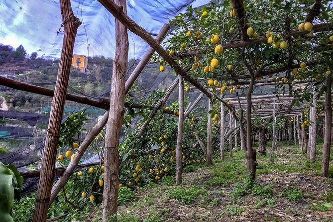 Private Tour: The Path of the Lemons - Practical Details