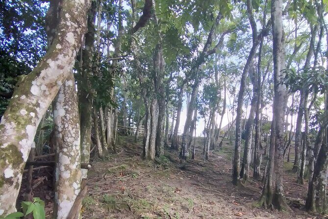 Private Tour Through Jamaican Countryside to Benta River Falls - Transportation and Comfort