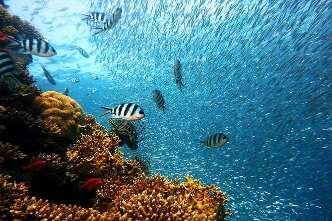 Private Tour: Tioman Island (Sribuat) Reef Snorkel & Summit Hike from Singapore - What Sets This Tour Apart