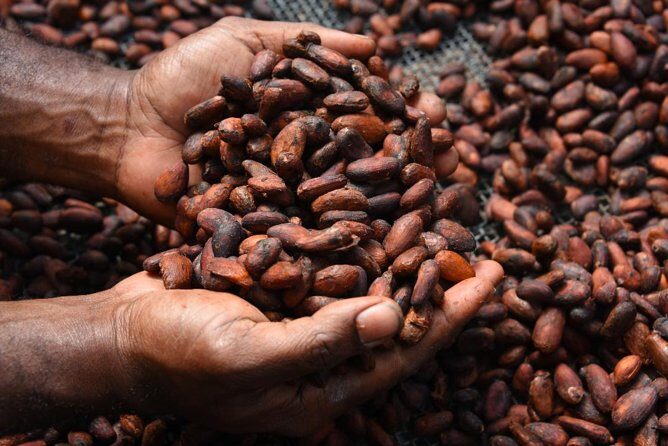 Private Tour to Aelan Chocolate Factory in Port Vila - Practical Details and Tips
