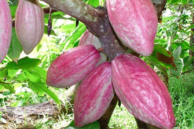 Private Tour to Aelan Chocolate Factory in Port Vila - The Sum Up