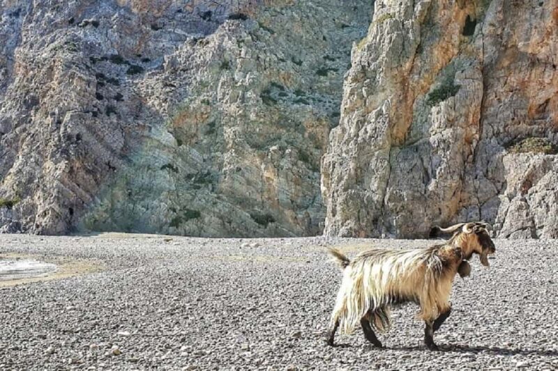 Private Tour to Agiofaraggo the Sacred Gorge & Matala - Key Points
