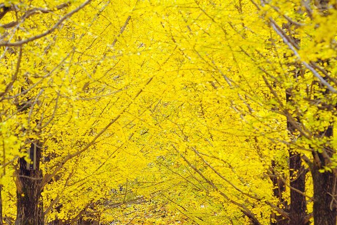 Private Tour to Alpaca world &Nami Island& Railbike with Tickets - Authentic Experiences and Traveler Feedback