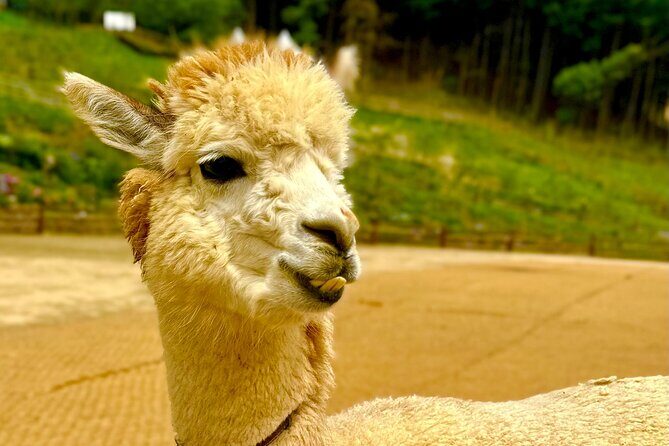 Private Tour to Alpaca world &Nami Island& Railbike with Tickets - Who Is This Tour Best Suited For?