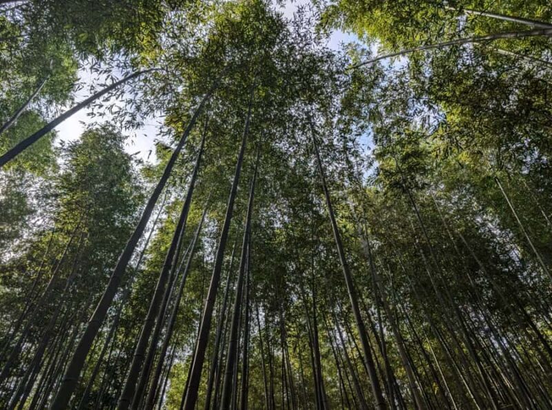 Private tour to Arashiyama and Uji w/Spanish speaking Guide - Key Points