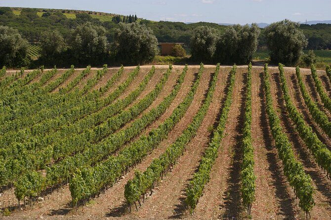 Private Tour to Aveiro, to the Sparkling Wine Cellars and Piglet Tasting - Exploring the Private Tour to Aveiro, Sparkling Wine Cellars, and Piglet Tasting