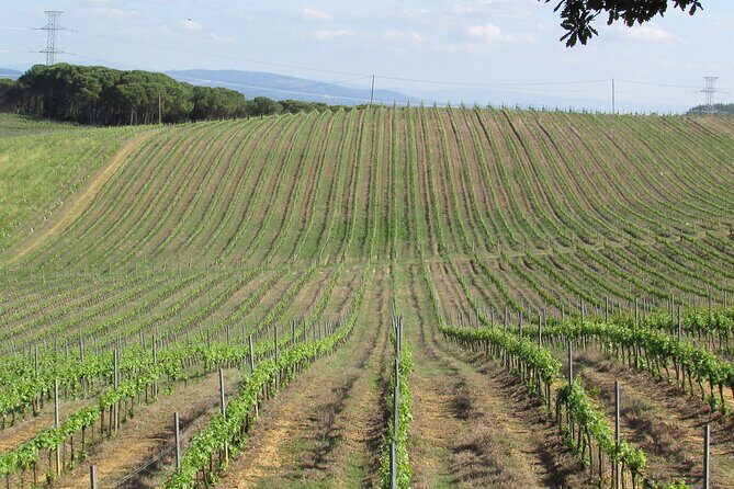 Private Tour to Aveiro, to the Sparkling Wine Cellars and Piglet Tasting - Key Points