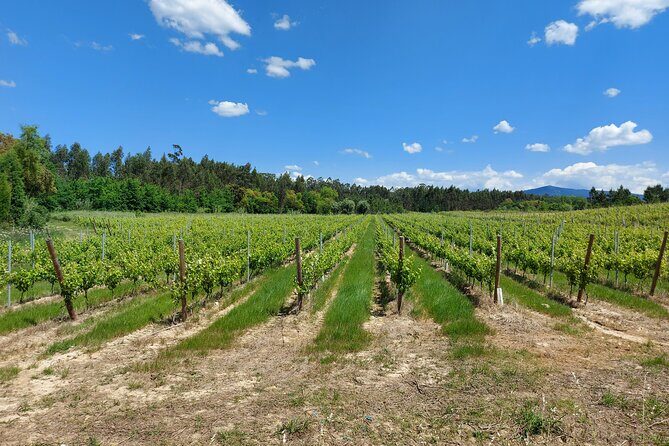 Private Tour to Aveiro, to the Sparkling Wine Cellars and Piglet Tasting - Transportation and Comfort