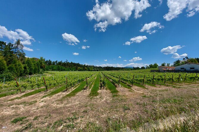 Private Tour to Aveiro, to the Sparkling Wine Cellars and Piglet Tasting - Who Will Love This Tour?