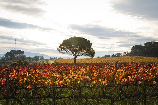 Private Tour to Aveiro, to the Sparkling Wine Cellars and Piglet Tasting - The Sum Up
