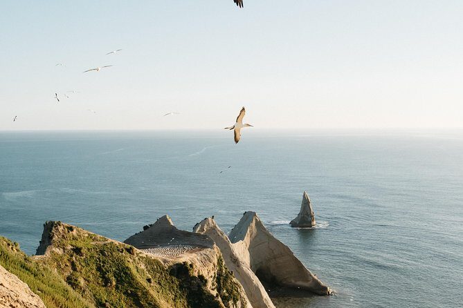 Private tour to Cape Kidnappers Gannet Colony - Key Points