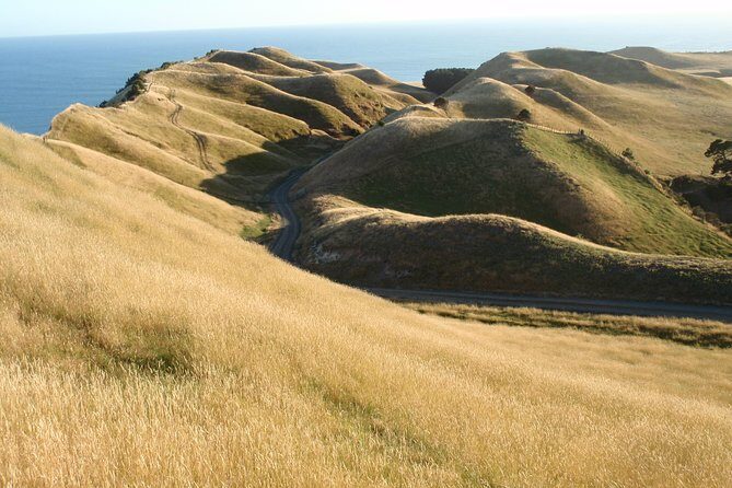 Private tour to Cape Kidnappers Gannet Colony - Authentic Experiences and Reviews in Focus