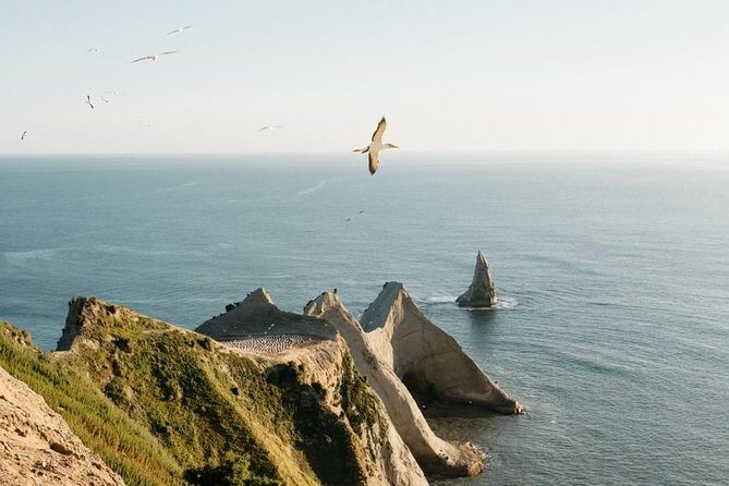 Private tour to Cape Kidnappers Gannet Colony - The Sum Up: Who Should Consider This Tour?