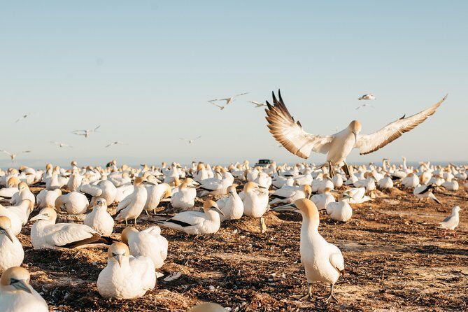 Private tour to Cape Kidnappers Gannet Colony - FAQ