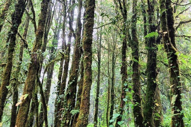 Private Tour to Chiang Mai Rice Terraces and National Park - The Sum Up